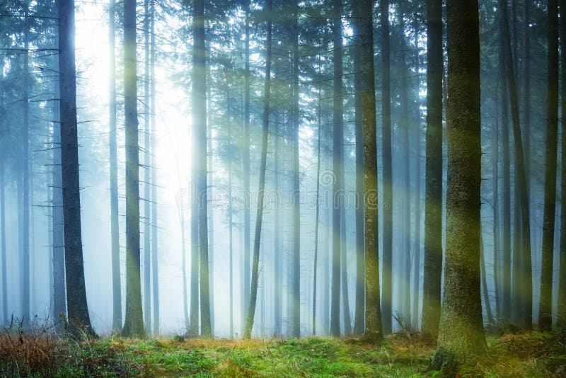 Sun Shining through Fog in the Forest Stock Image - Image of misty ...