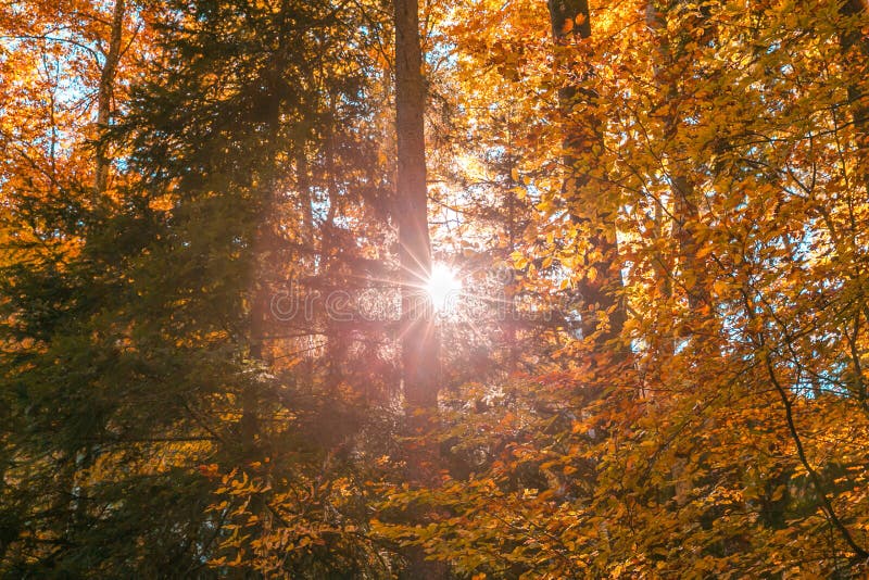 Sun Shining through Forest Trees Foliage in Autumn Stock Photo - Image ...
