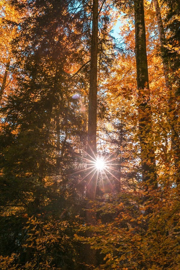 Sun Shining through Forest Trees Foliage in Autumn Stock Photo - Image ...