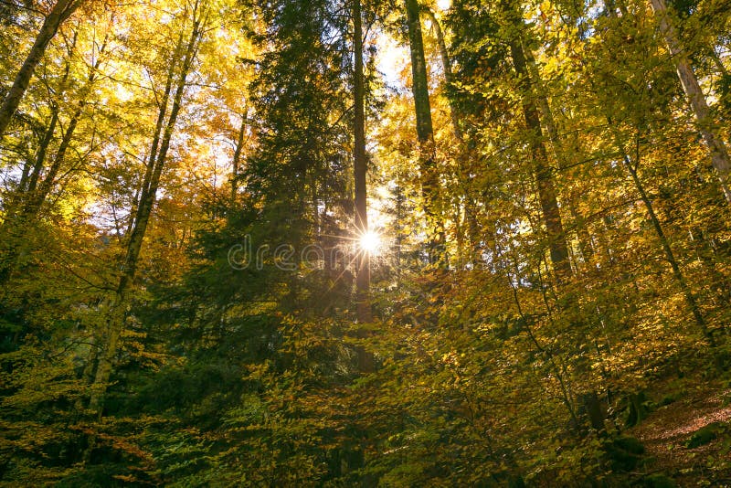 Sun Shining through Forest Trees Foliage in Summer Stock Image - Image ...