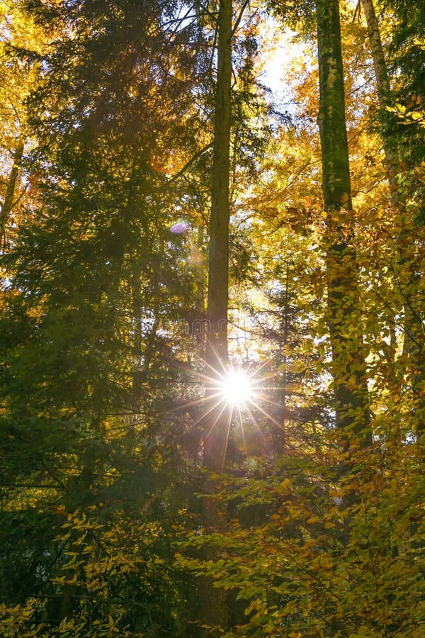 Sun Shining through Forest Trees Foliage in Summer Stock Photo - Image ...