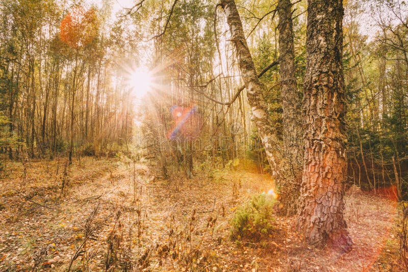Sun Shining through Forest Trees. Sunset Sunrise in Autumn Fores Stock ...
