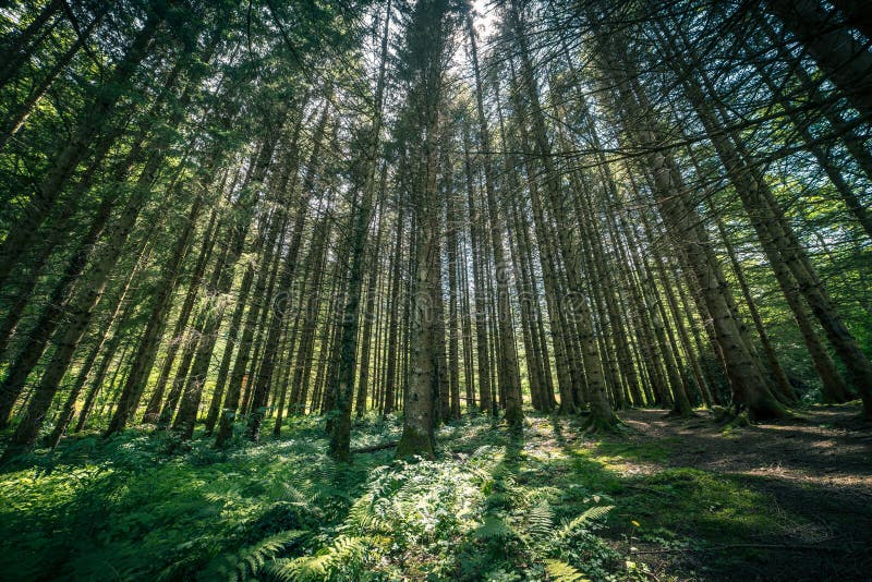 Forest Wide Angle Lens View Stock Image - Image of natural, tree: 223833985