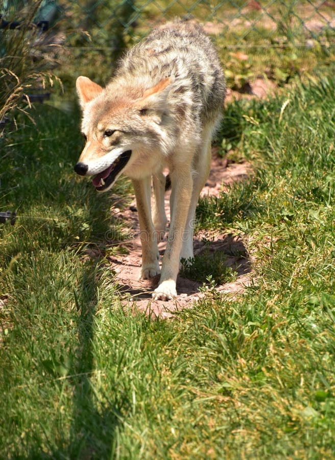 Sun Shining on the Fur of a Wild Coyote Stock Photo - Image of coyote ...