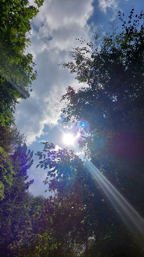 The Sun Shining through the Gaps in the Trees. Stock Image - Image of ...