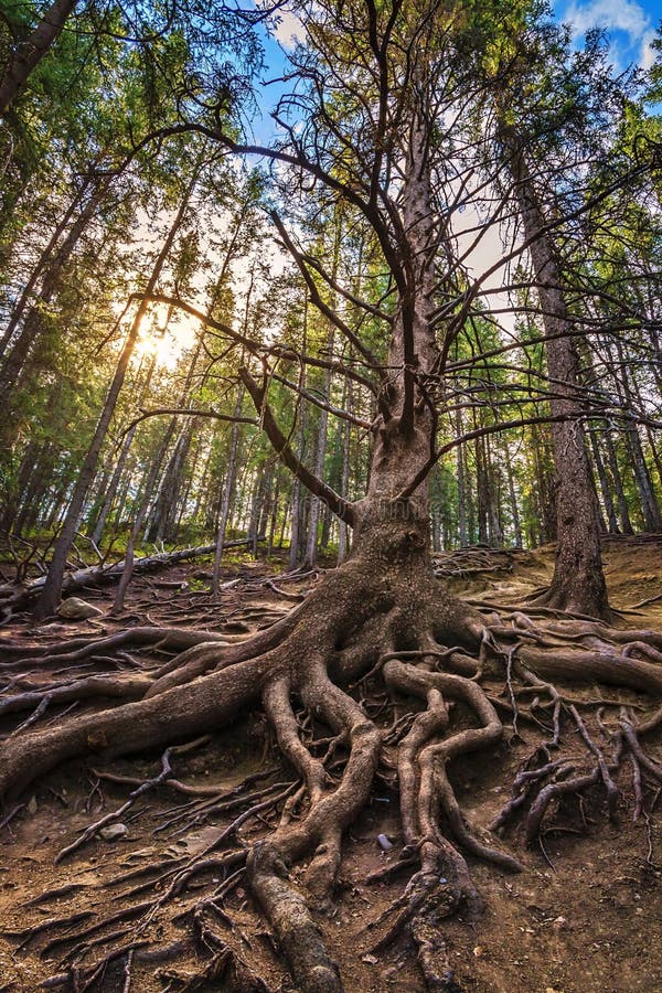 Grandfather Tree in Cochrane Stock Image - Image of sunlight, forest ...