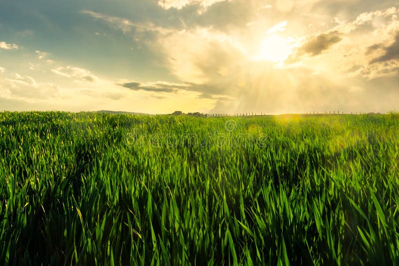 Sun Shining through the Grass of a Green Field Stock Photo - Image of ...