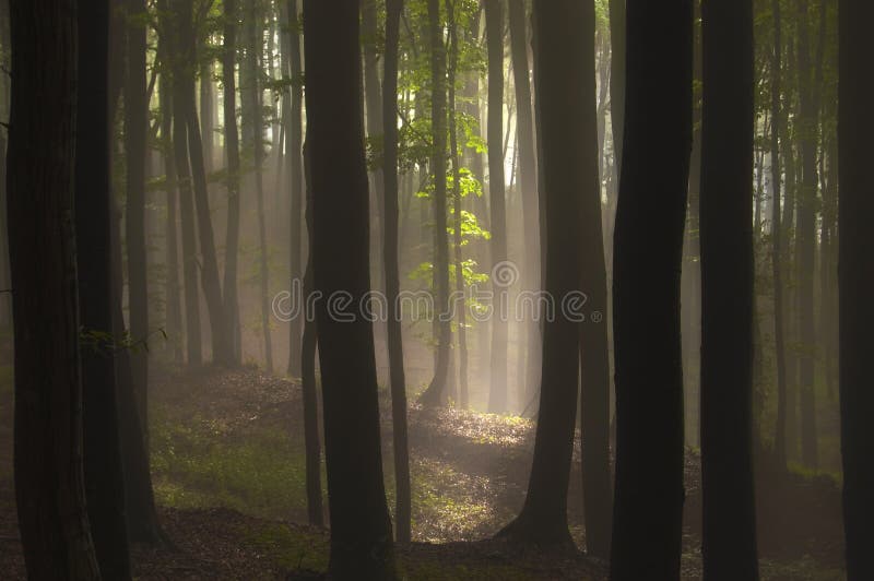 Sun Shining in a Green Forest with Fog Stock Image - Image of evening ...