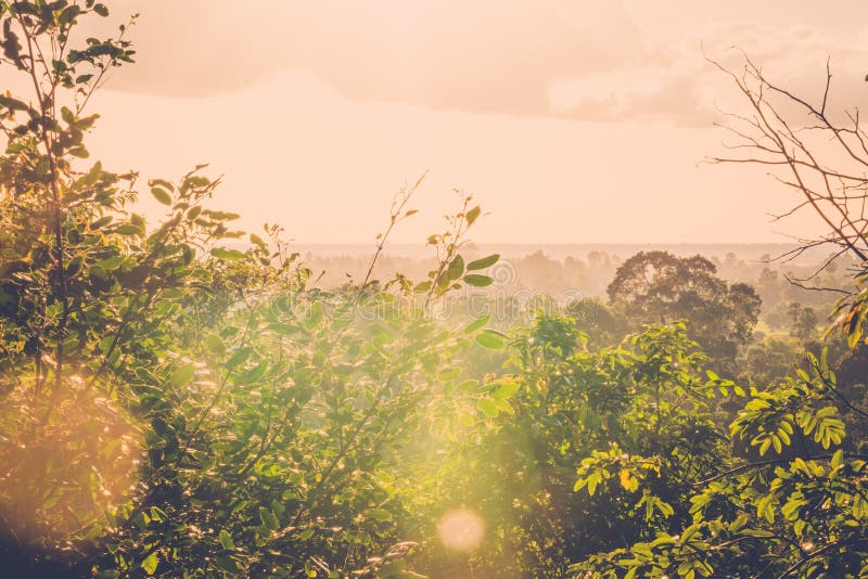 Sun Shining into Green Jungle Stock Photo - Image of stream, leaf: 63596906