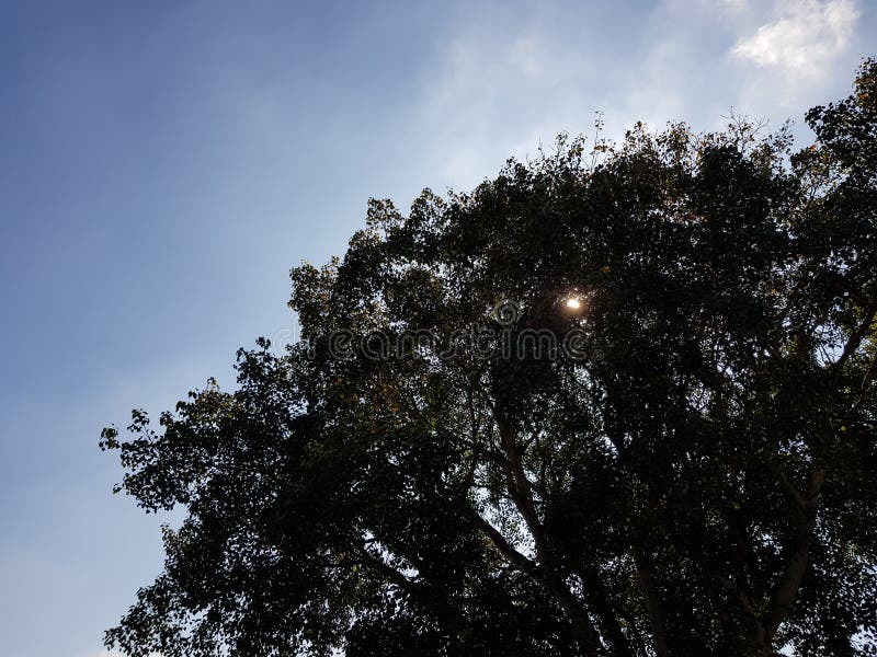 The Sun Shining through a Green Tree. Stock Image - Image of beauty ...