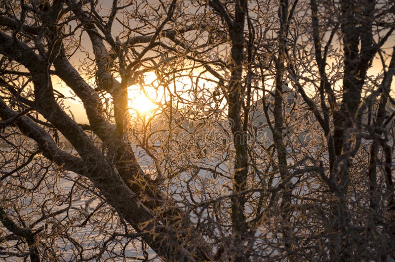 Sun Shining through Ice Covered Tree Stock Photo - Image of peak, close ...