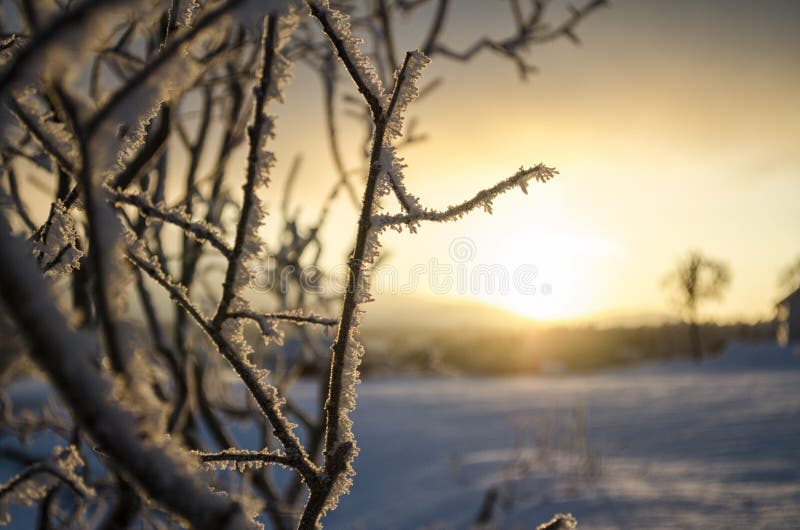 Sun Shining through Ice Covered Tree Stock Image - Image of drive ...
