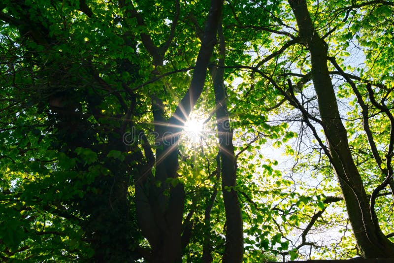 Sun Beaming through Trees in a Forest Stock Image - Image of outdoor ...