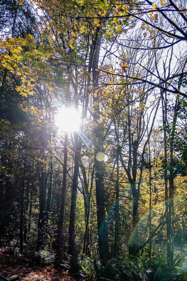 The Sun Shining through Late Fall Forest Stock Photo - Image of light ...