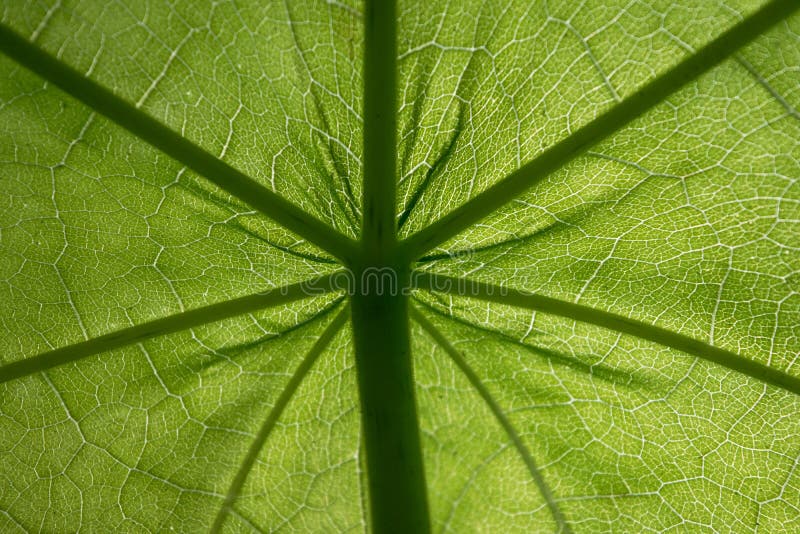 Sun Shining through Leaf To Show Texture Stock Photo - Image of stem ...