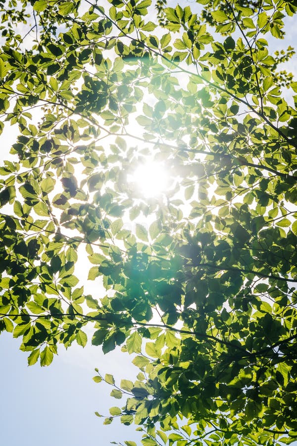 Sun Shining through a Leave Canopy of a Beech Tree in Summer Stock ...