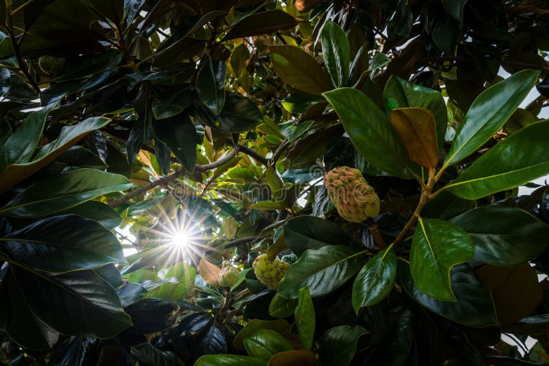 Sun Shining through the Leaves of a Magnolia Tree on a Summer Day Stock ...