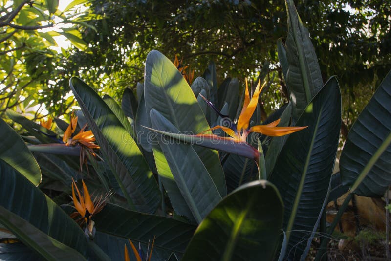 Several Flowring Strelitzia Flowers with Large Leaves Stock Image ...