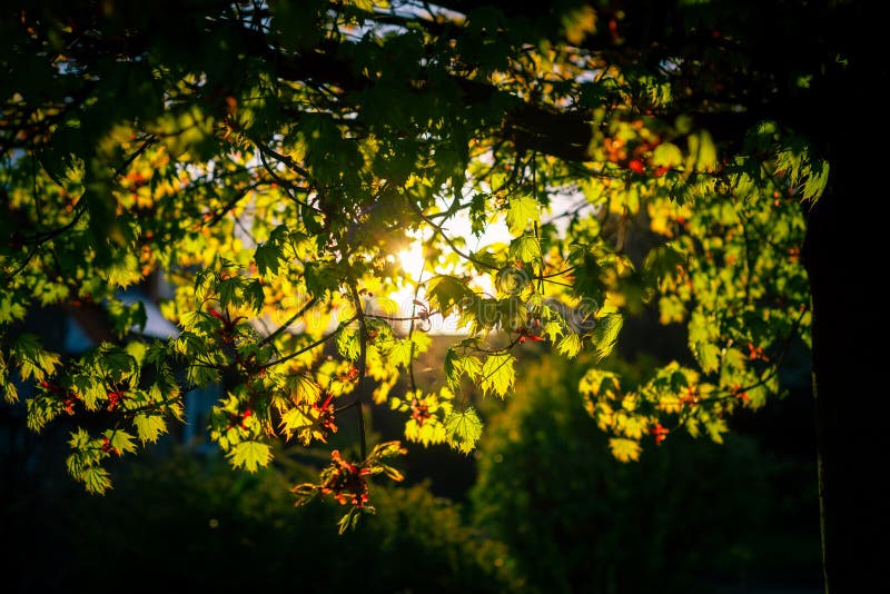 Sun shining through leaves stock photo. Image of sunrays - 219319616