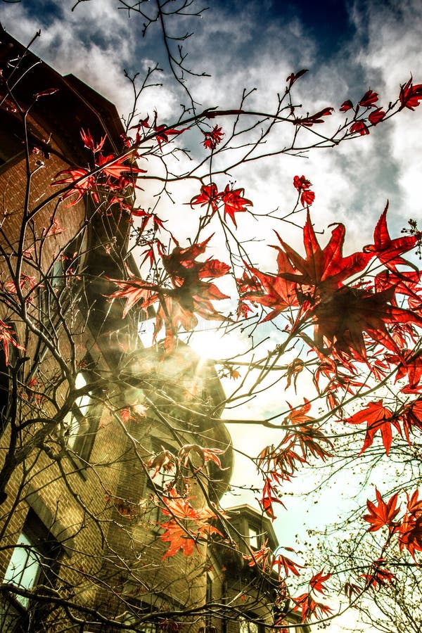 Sun Shining through the Leaves of a Tree in the Fall Stock Photo ...
