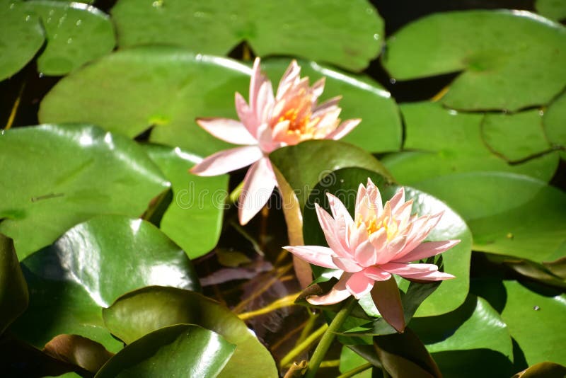 Sun Shining into Lily Pond with Water Lilies Stock Image - Image of ...