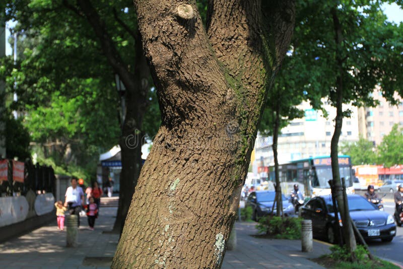 The Sun Shining through a Majestic Green Tree 19 April 2011 Stock Image ...