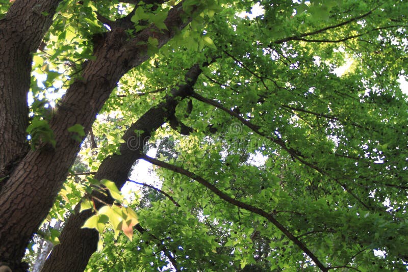 The Sun Shining through a Majestic Green Tree 19 April 2011 Stock Image ...