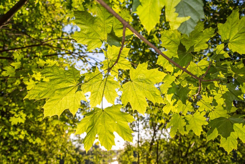 Sun Shining through Maple Leaves in Summer Stock Photo - Image of ...