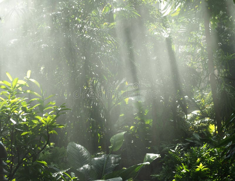 Sun Shining through Mist in Forest Stock Image - Image of bushes, trees ...