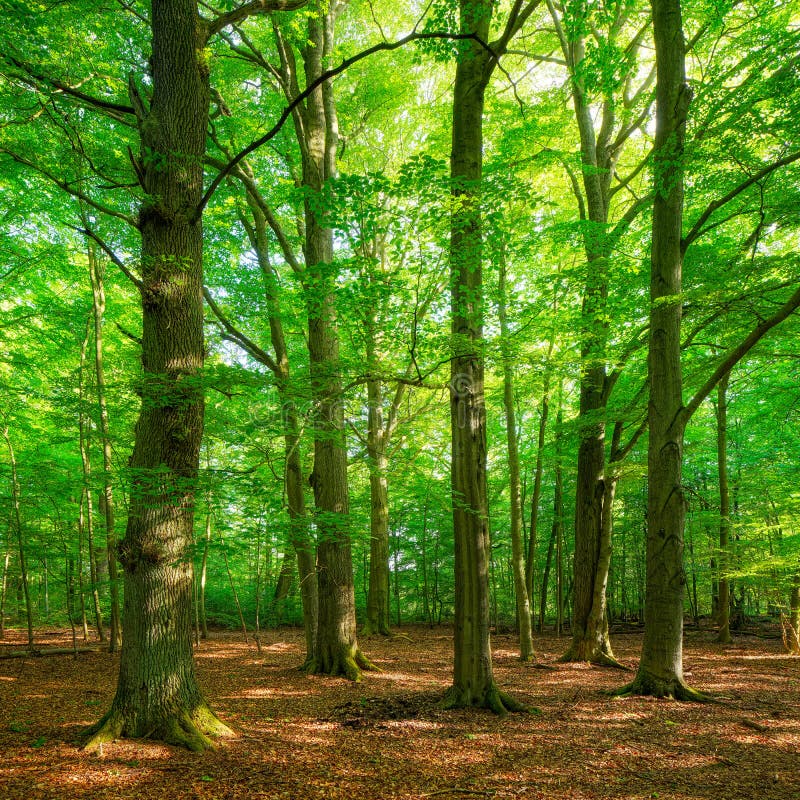 Big Beech Trees in Old Green Forest Stock Photo - Image of spring ...