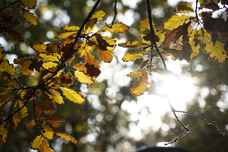 Sun Shining through Oak Leaves in Fall Stock Photo - Image of nature ...