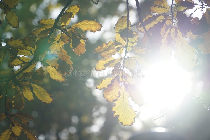 Sun Shining through Oak Leaves in Fall Stock Photo - Image of bright ...
