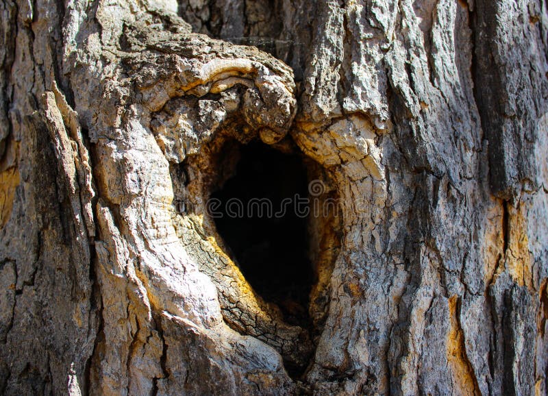Beautiful Heart Shaped Knot on a Very Old Tree Stock Photo - Image of ...