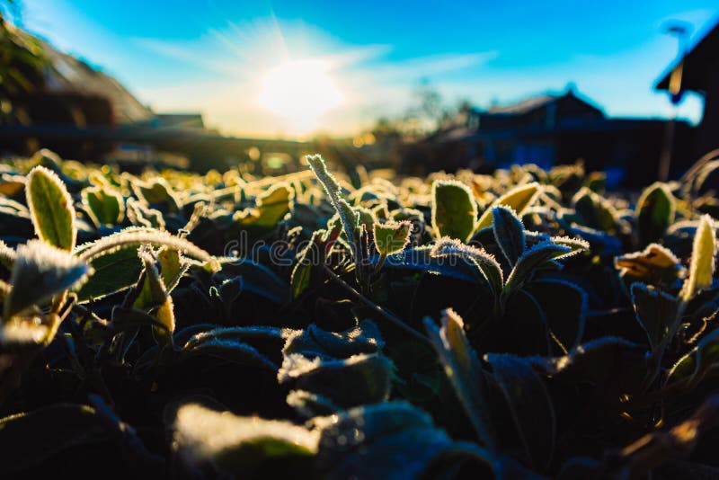 Sun Shining Over the Field Full of Green Plants Stock Image - Image of ...