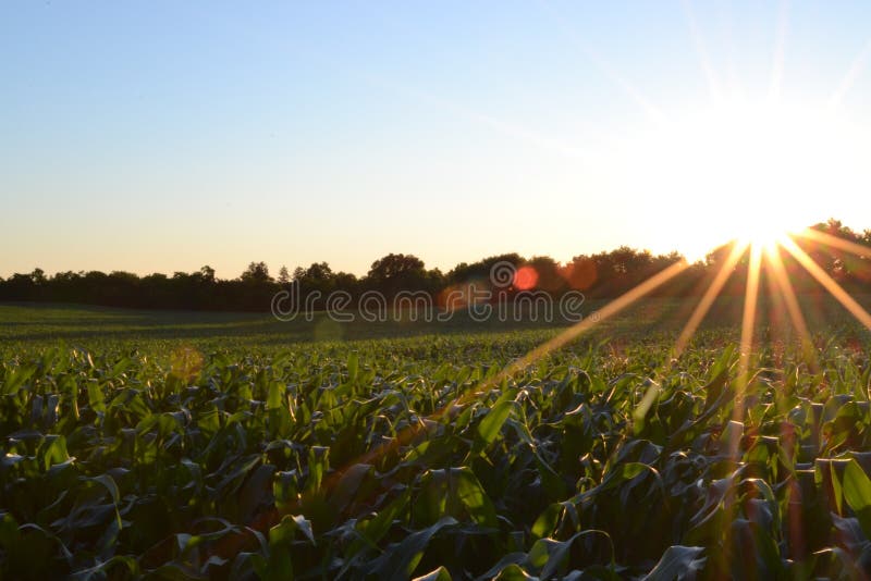 Sun Shining Over A Green Corn Field Picture. Image: 84924689