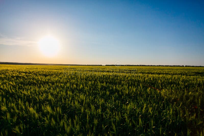 Sun Shining Over Green Grain Field. Rural Landscape Stock Photo - Image ...