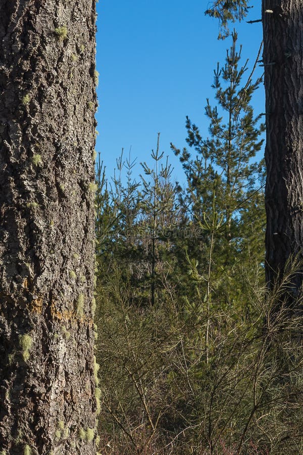 Sun Shining Over a Pine Tree Trunk Covered in Moss Stock Photo - Image ...