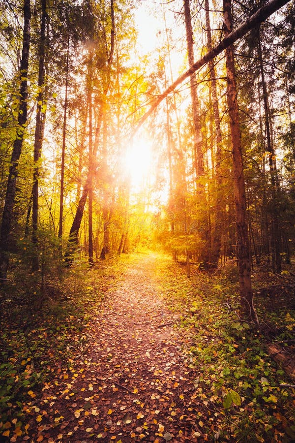 Sunrise Over A Path Into The Forest Stock Photo - Image of mystical ...
