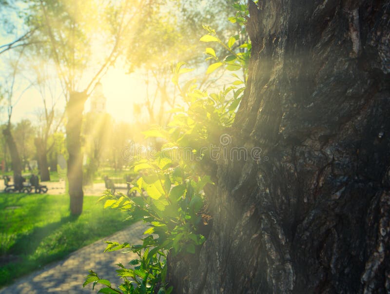 Sun Shining Over Tree Trunk in Park with View at Grass Stock Image ...