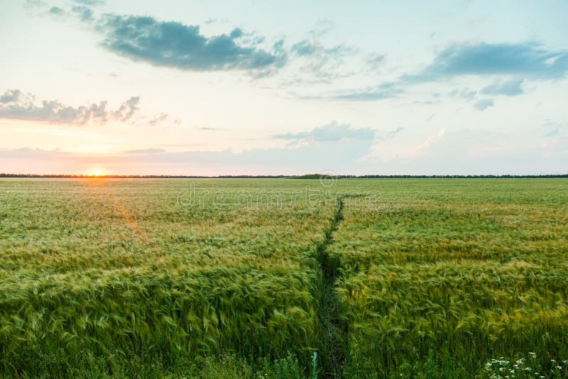 Sun Shining Over Wheat Field at Dawn or Sunset Stock Image - Image of ...