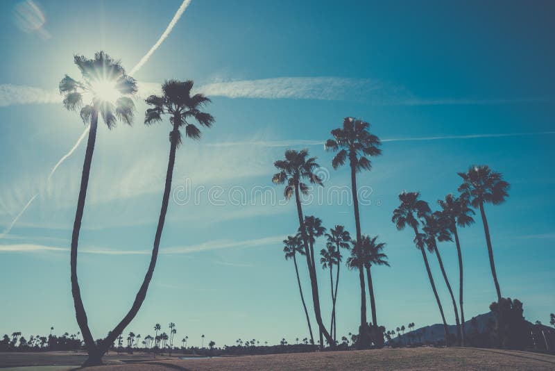 Sun Shining Through Palm Trees Paradise Landscape Stock Image Image Of Landscape Desert