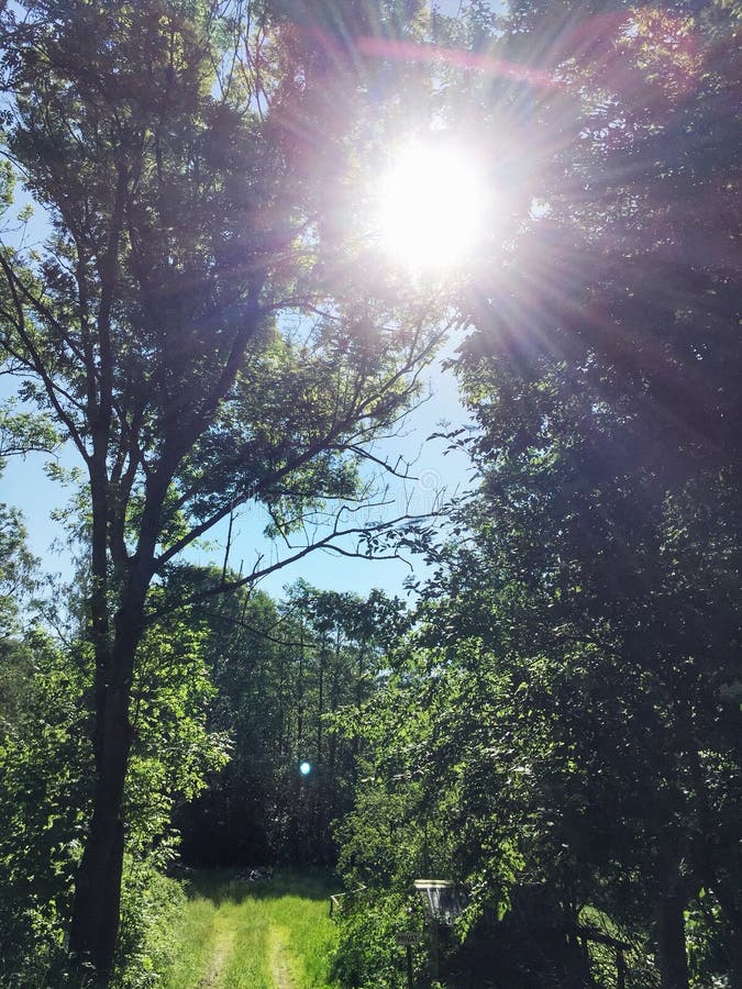 Beautiful Sun Rays in Summers Green Stock Image - Image of fresh ...