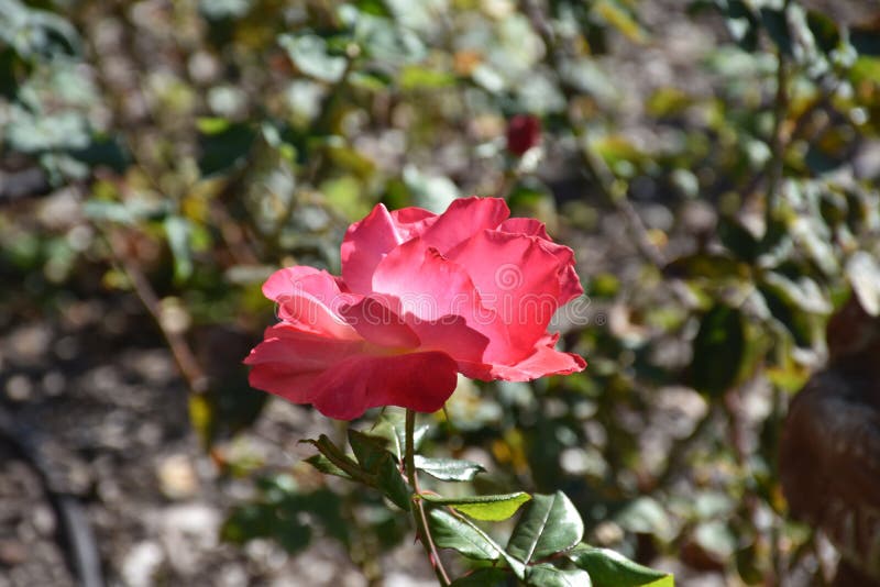 Sun Shining through the Petals of a Red Rose Stock Image - Image of ...