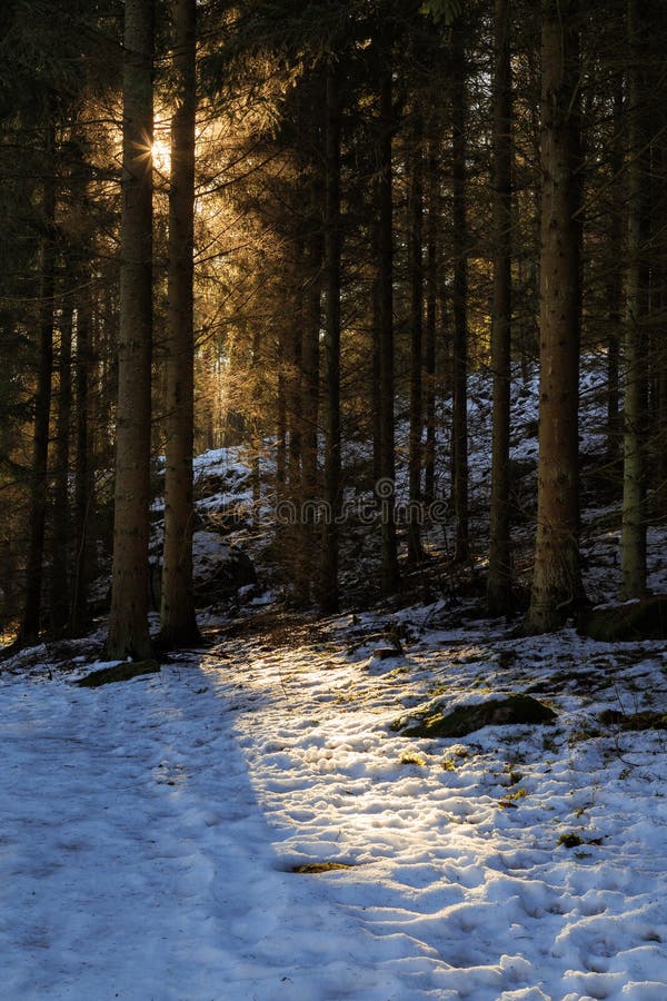 Sun Shining through Pine Forest during Winter Stock Image - Image of ...