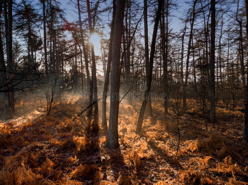 The Sun is Shining in the Slightly Foggy Forest on a Cold Winter Day ...