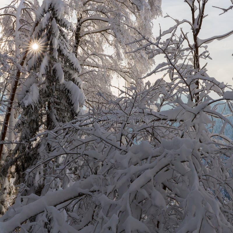 Sun Shining through Snow Covered Trees in Winter Landscape Stock Photo ...