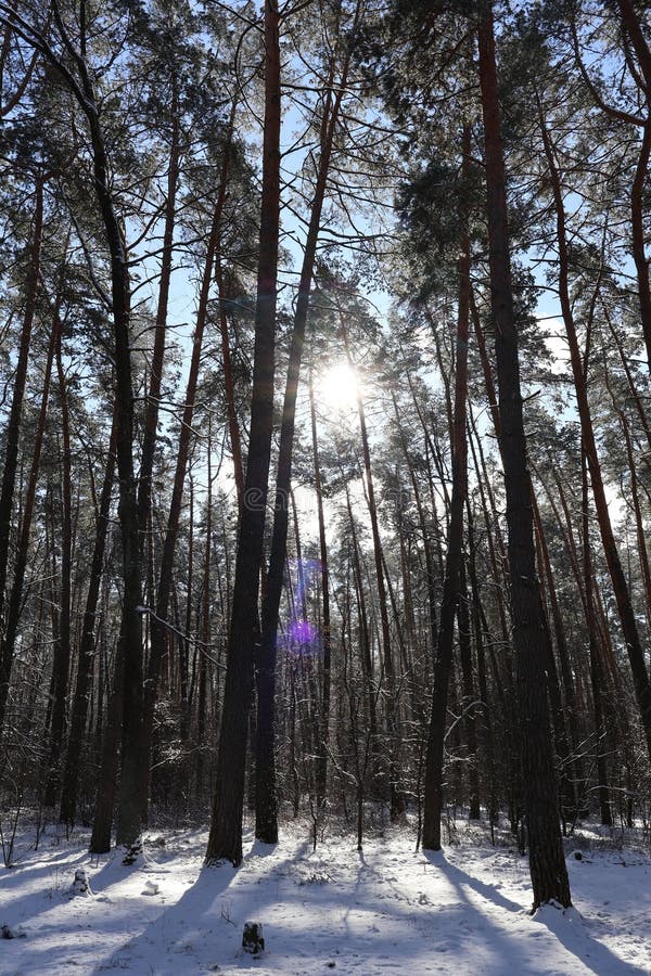 Sun Shining through Snowy Pine Trees in Winter Forest Stock Photo ...
