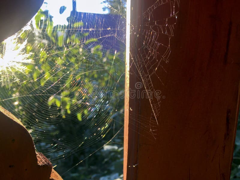 Sun is Shining through Spider Web Stock Photo - Image of environment ...