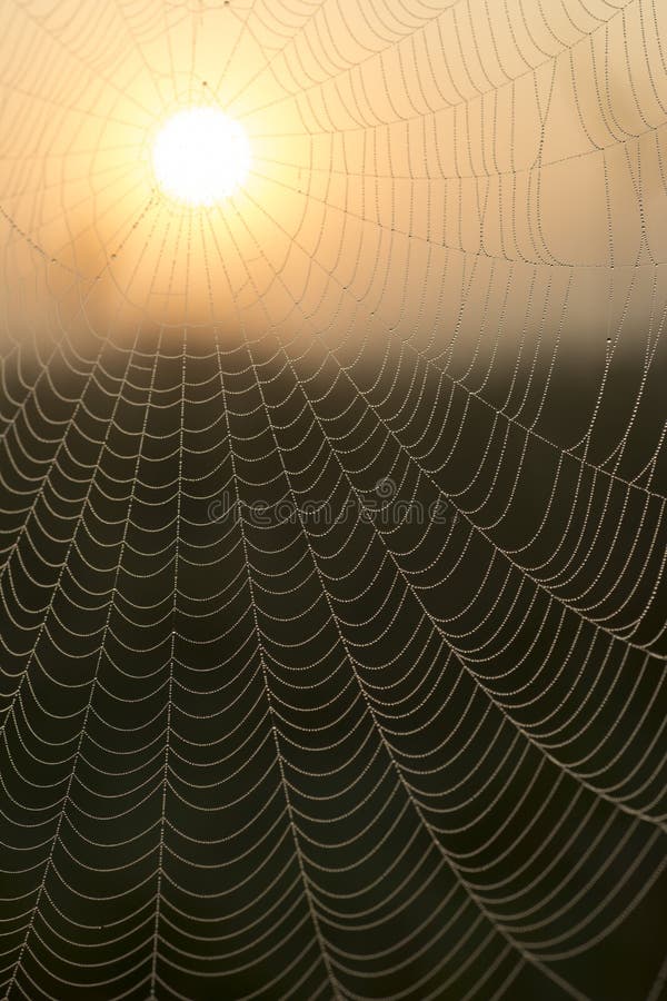 The Sun Shining through the Spider Web Stock Photo - Image of gold ...