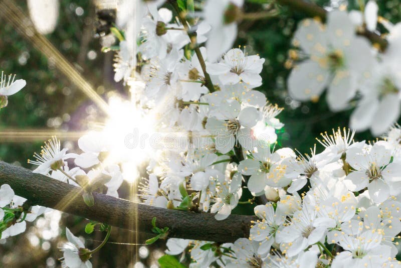 The Sun is Shining through the Spring Flowering Tree. Background. Copy ...